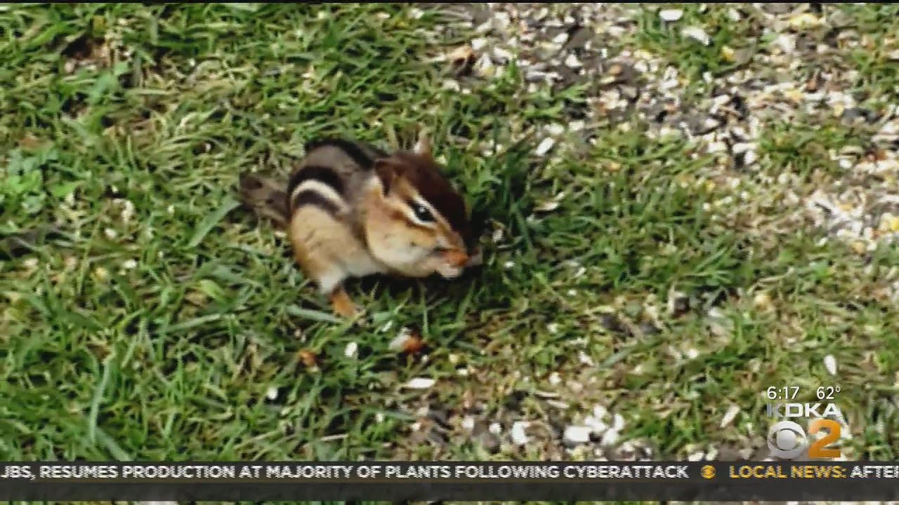 Pest Problems: Chipmunks - YouTube