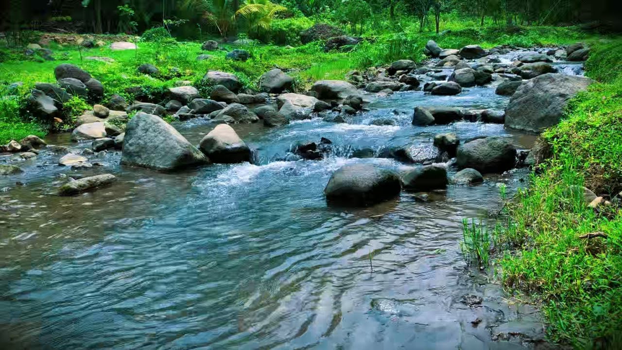 Tranquil Nature Ambience: The Calming Sound of a Flowing Stream and ...