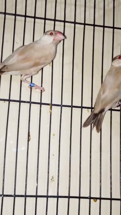 Silver java | Fawn java #birds #birdslover #silverjava #fawnjava #colony #aviary #birdsounds ...