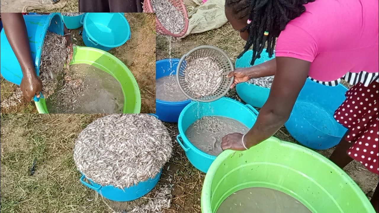 AFRICAN VILLAGE LIFE//HOW TO WASH OMENA DIRECT FROM THE LAKE// Kenyan ...