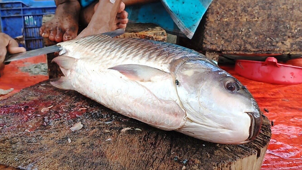 Rohu Fish Cutting By Expert Fish Cutter / Fish Cutting Skills - YouTube