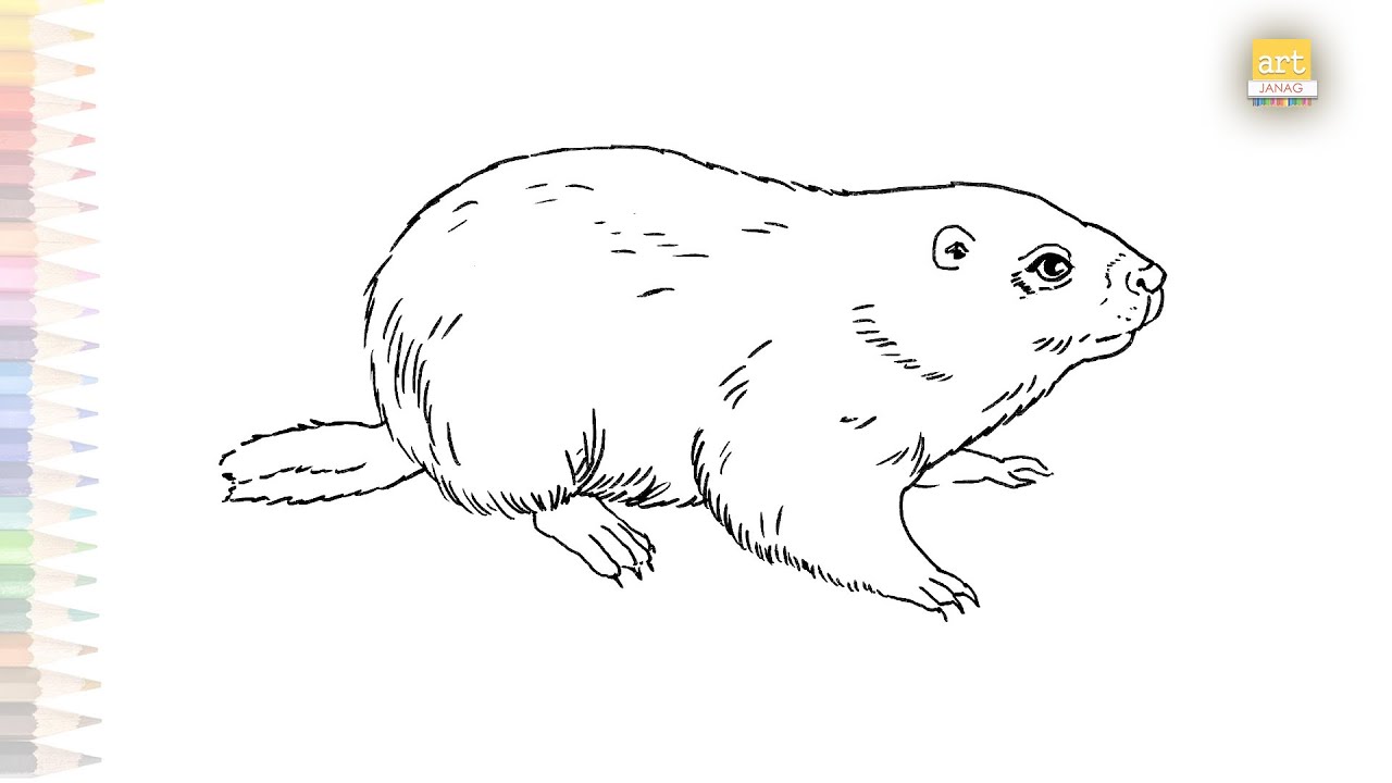 Groundhog drawings | woodchuck drawing video | How to draw Groundhog ...