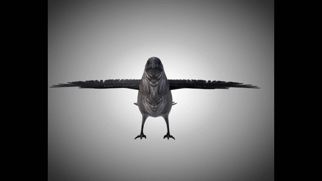 3D Model Raven Crow Bird PBR Rigged Low poly at 3DExport.com - YouTube