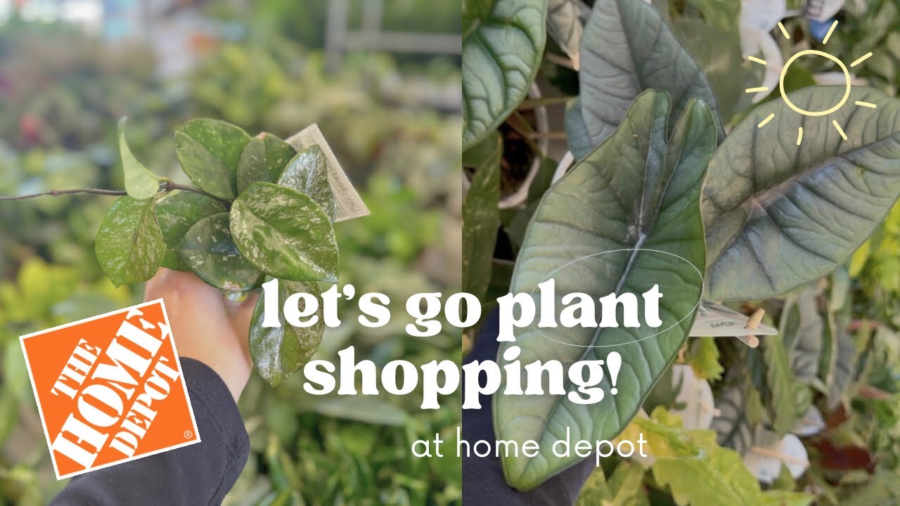 I Can’t Believe I Found These Plants At Home Depot! | Georgetown, TX 🤠🌱 ...