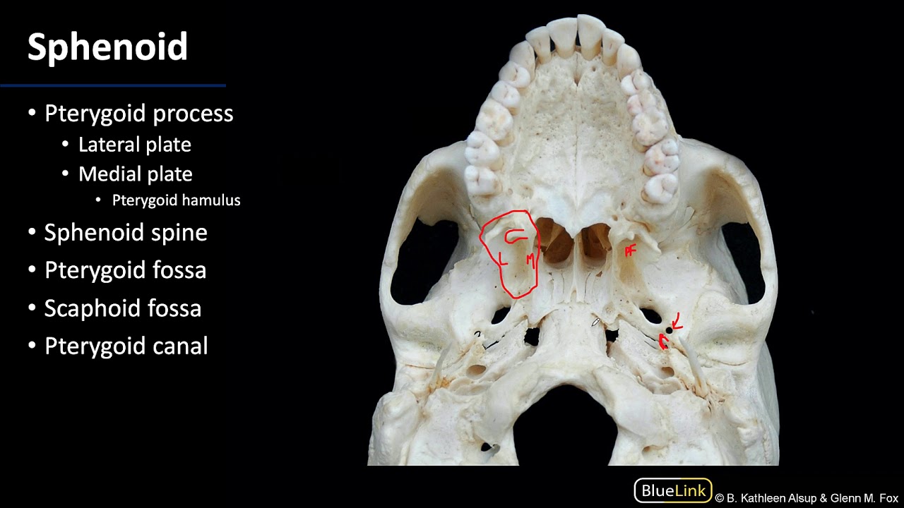 Mastication - Cranial Osteology 2 - YouTube