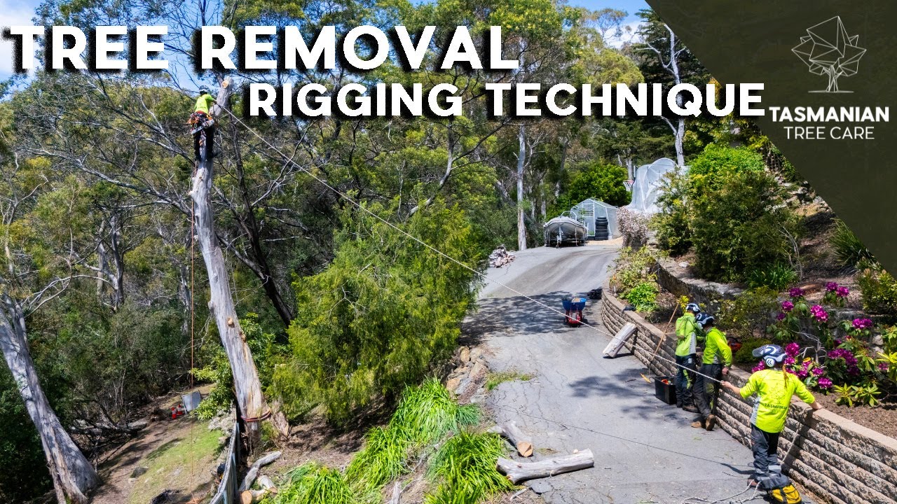 TREE REMOVAL USING RIGGING TECHNIQUE - YouTube