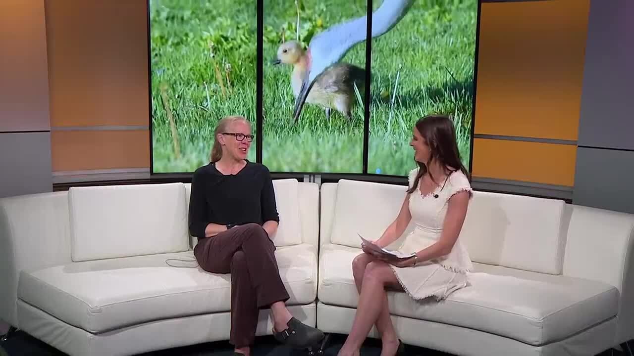 "Lucy" the gosling's journey in Madison - YouTube