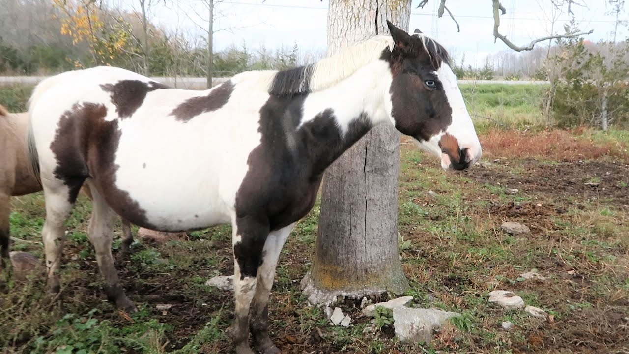 Meet My Dream Horse! Day 292 (10/23/20) - YouTube