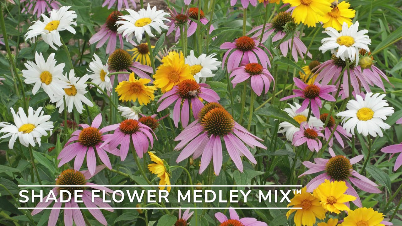 Shade Flower Medley Mix - YouTube