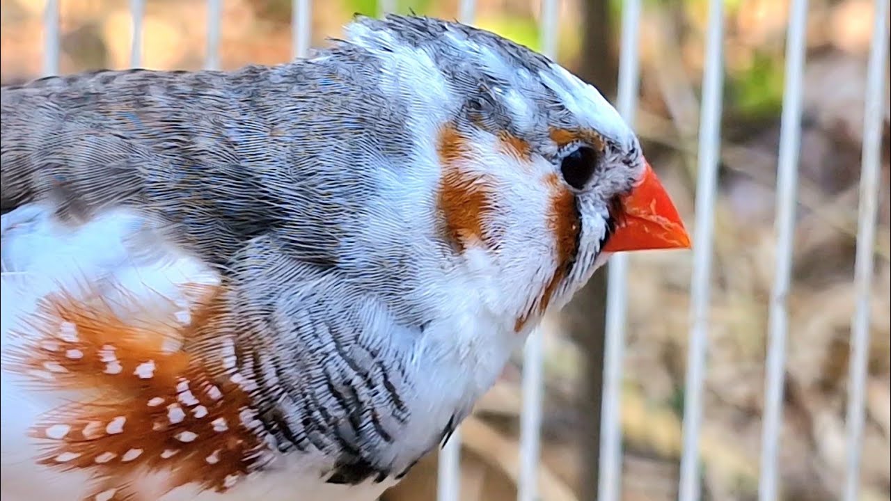 Zebra finch sound : Fancy Birds Do you like fancy birds? - YouTube