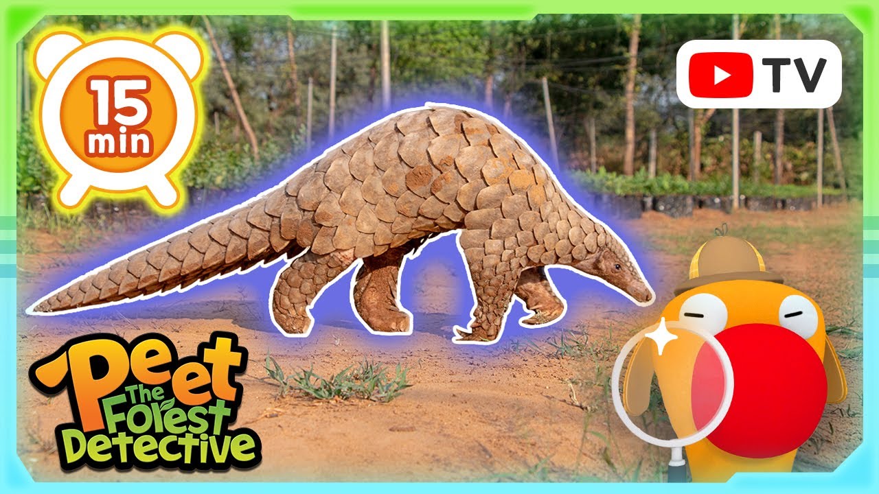 Expedition of the Pangolin 🐾🌼 | Nature Stories For Kids | Peet The ...
