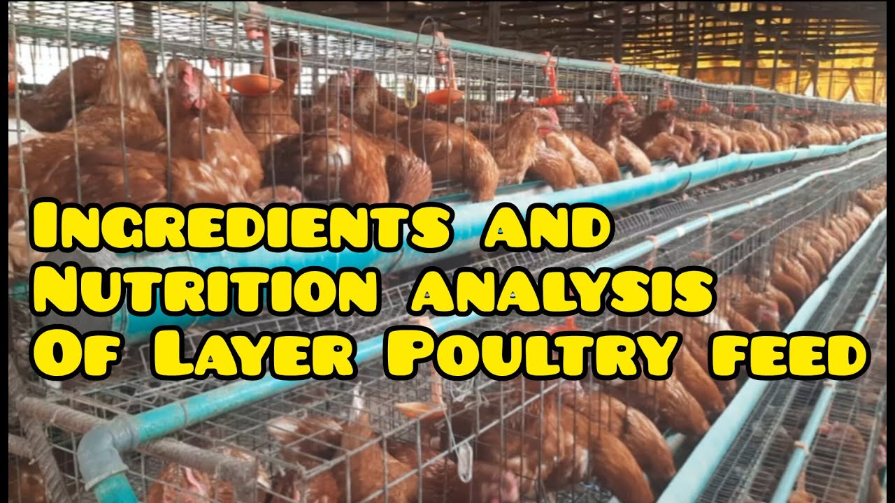 What's REALLY in Layer Poultry Feed? Ingredients and nutrition analysis ...