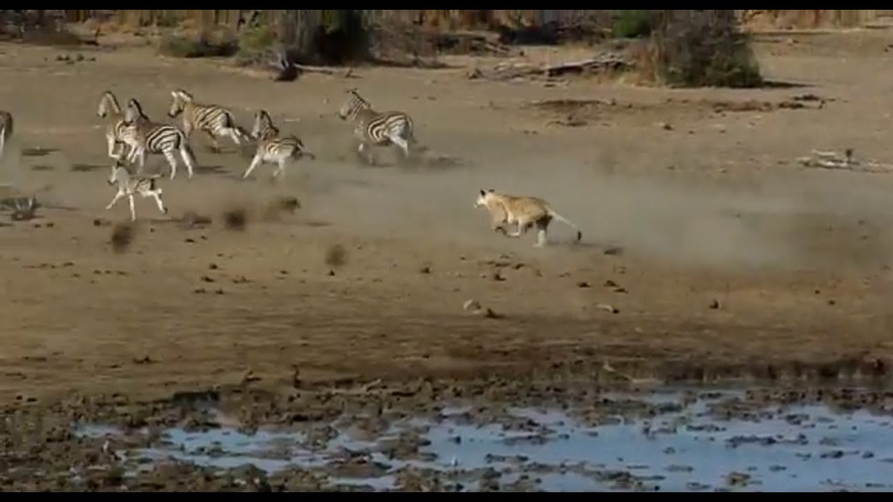Fearless Lioness attacks and charges into Zebra Herd - YouTube