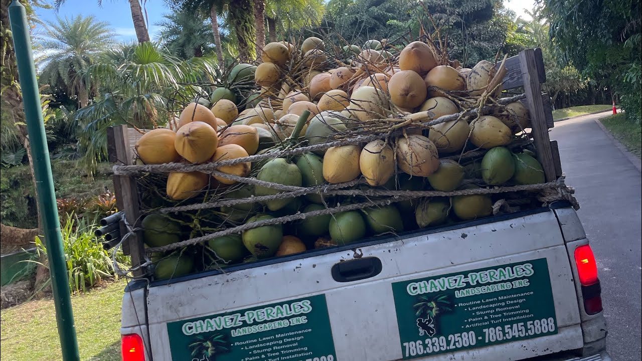 How to open a coconut with your elbows! 🥥😳🥥 No knife? No tools? No ...
