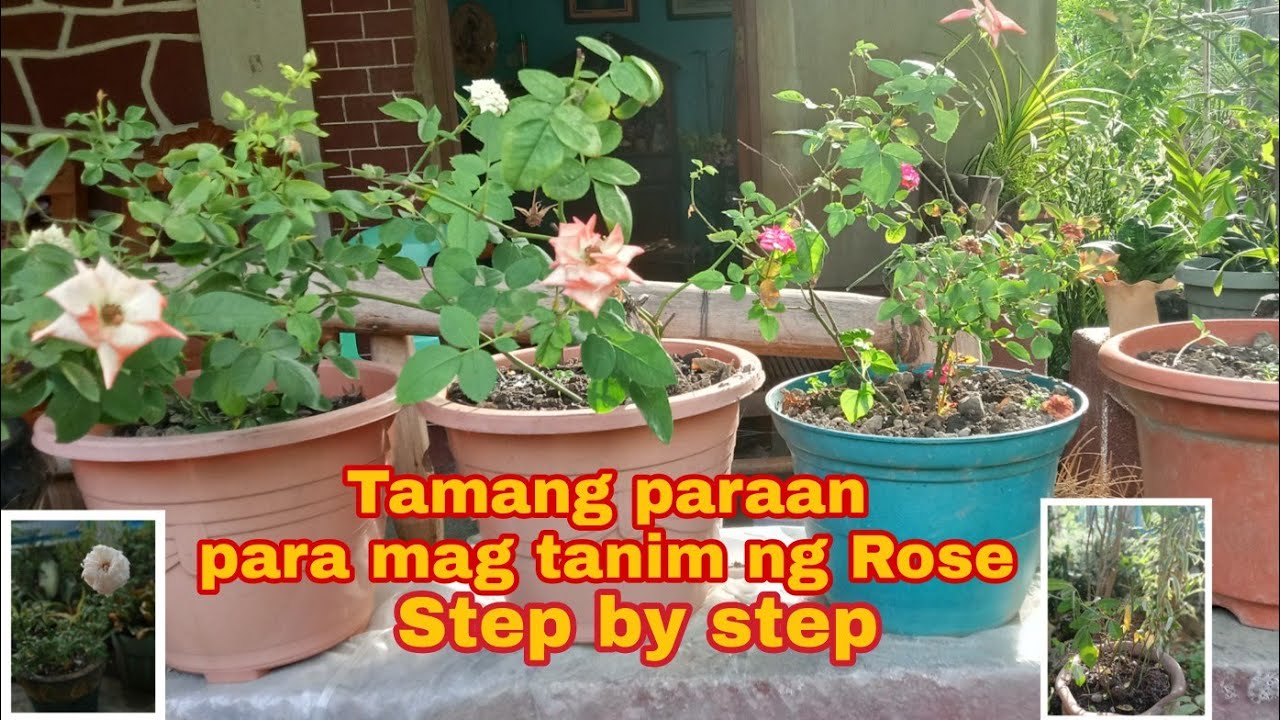 Tamang paraan ng pag tanim ng sanga ng rose Step by step - YouTube