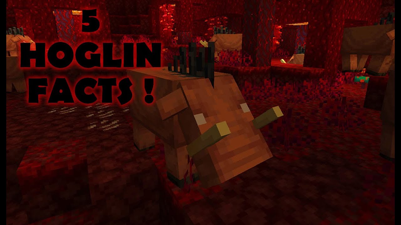 5 HOGLIN FACTS YOU MAY NOT HAVE KNOWN! | Minecraft - YouTube