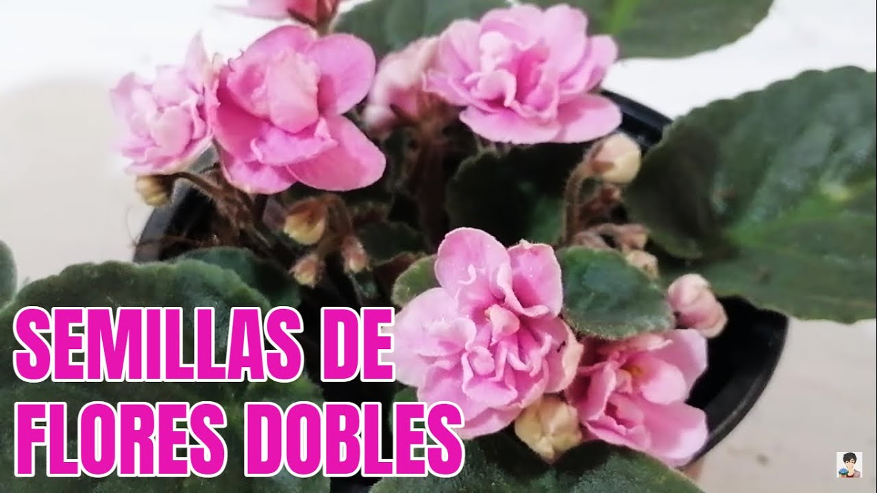 violetas africanas como tener semillas de flores dobles chuyito ...