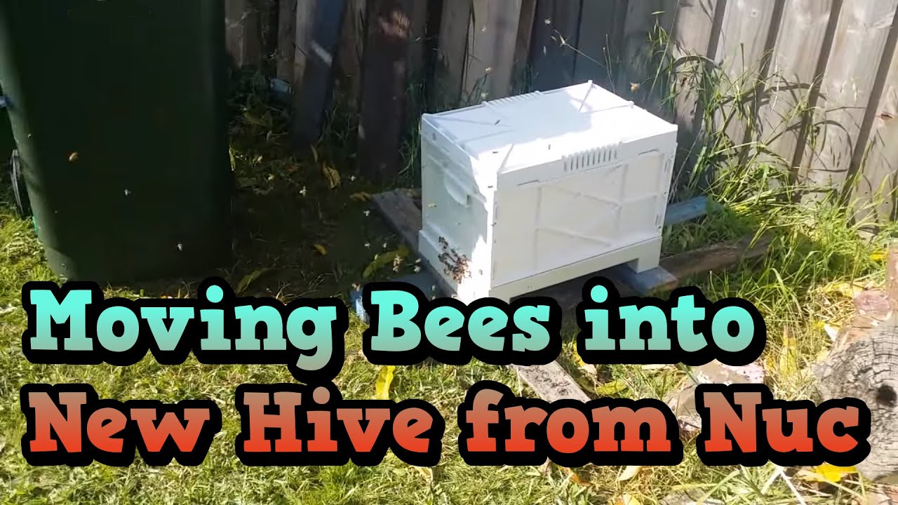 Moving Bees into the New Hive from the Nuc - YouTube