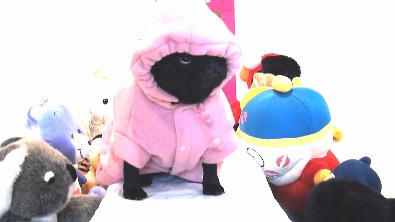 Pug Fashion Show - "The Pug Collection" - YouTube