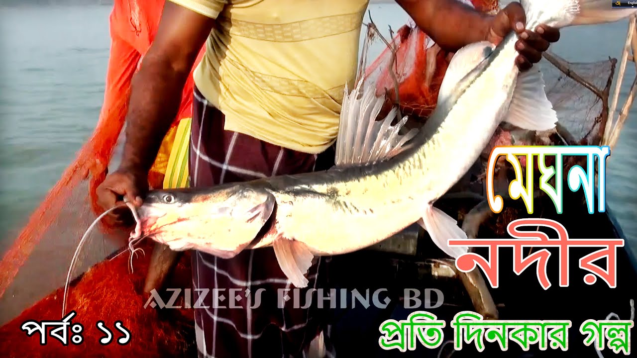 মেঘনার জালে ধরা পড়লো বিশাল আইড় মাছ !!! নদীতেই কত বেচা হলো ? দেখুন ...