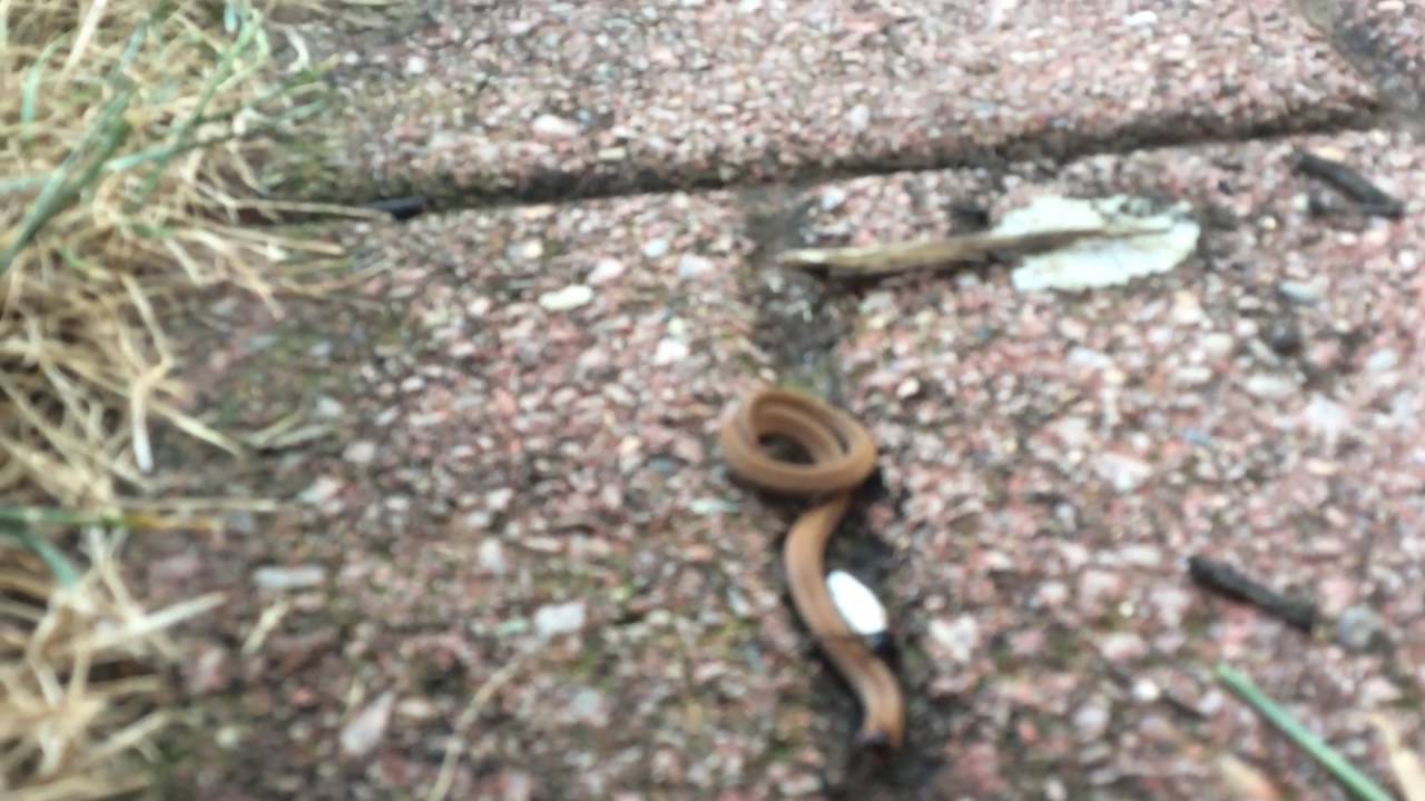 Snake without head still alive. - YouTube