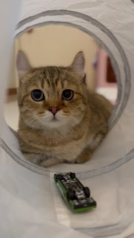 Coco supershort #munchkin #cat - YouTube