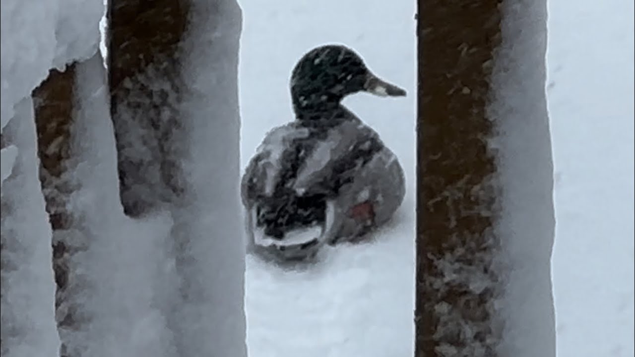 Terrible Snow Storm And My Stubborn Snow Ducks Don t Want To Go To terrible-snow-storm-and-my-stubborn-snow-ducks-don-t-want-to-go-to