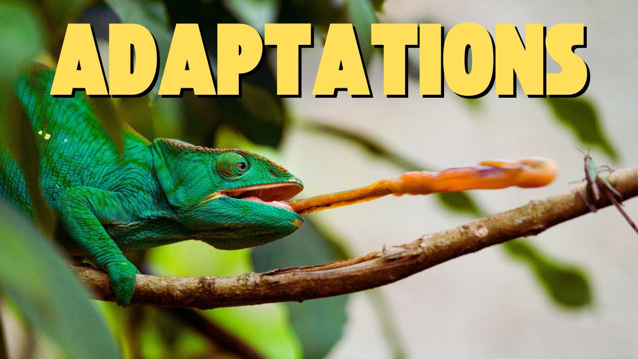 You Won't Believe These 15 INSANE Animal Abilities - YouTube