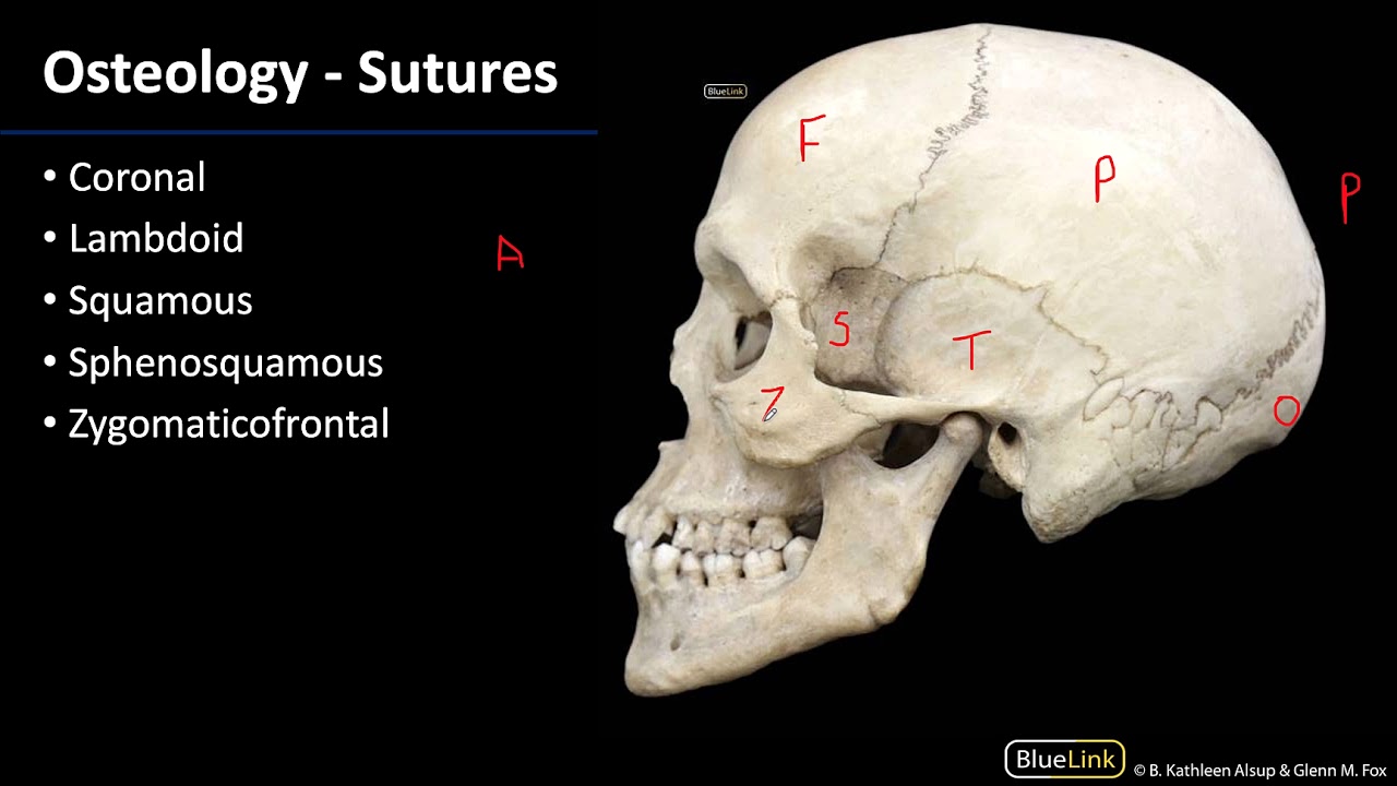 Cranial Cavity and Brain - Sutures - YouTube