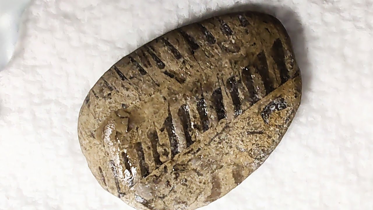 Fossil Hunting on the Great Lake Michigan ~ Wisconsin! - YouTube