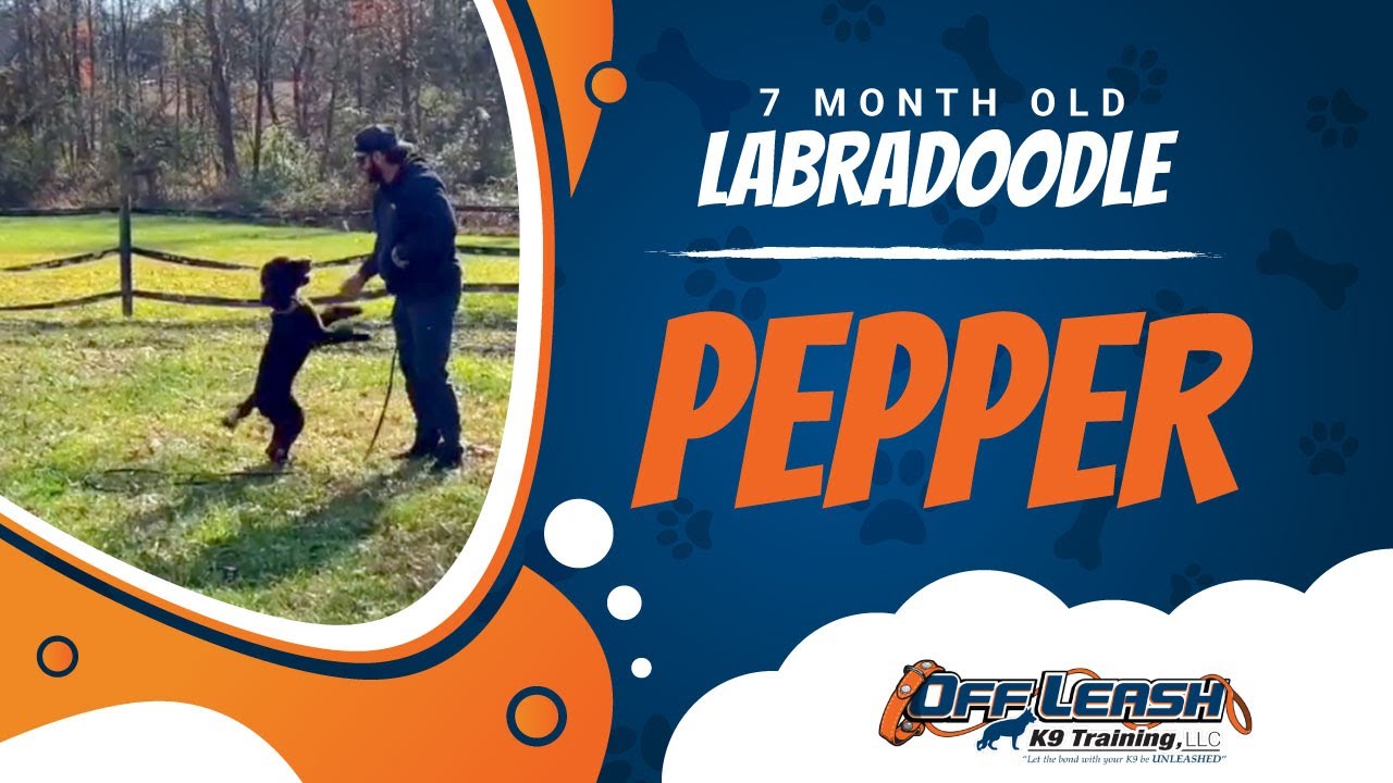 Labradoodle, 7 Month Old, Pepper | Best Dog Trainers Northern VA, Urban ...
