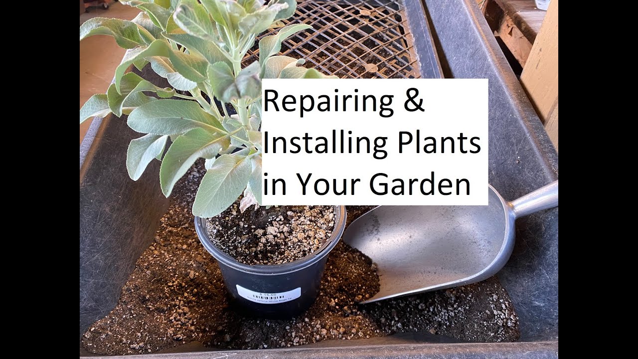 Repairing & Installing Plants in Your Garden - YouTube