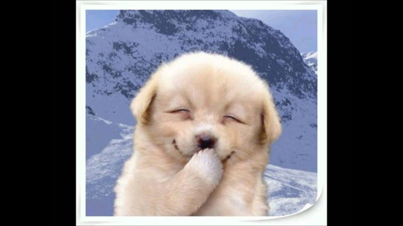 Ned the Cat Episode 4 - YouTube