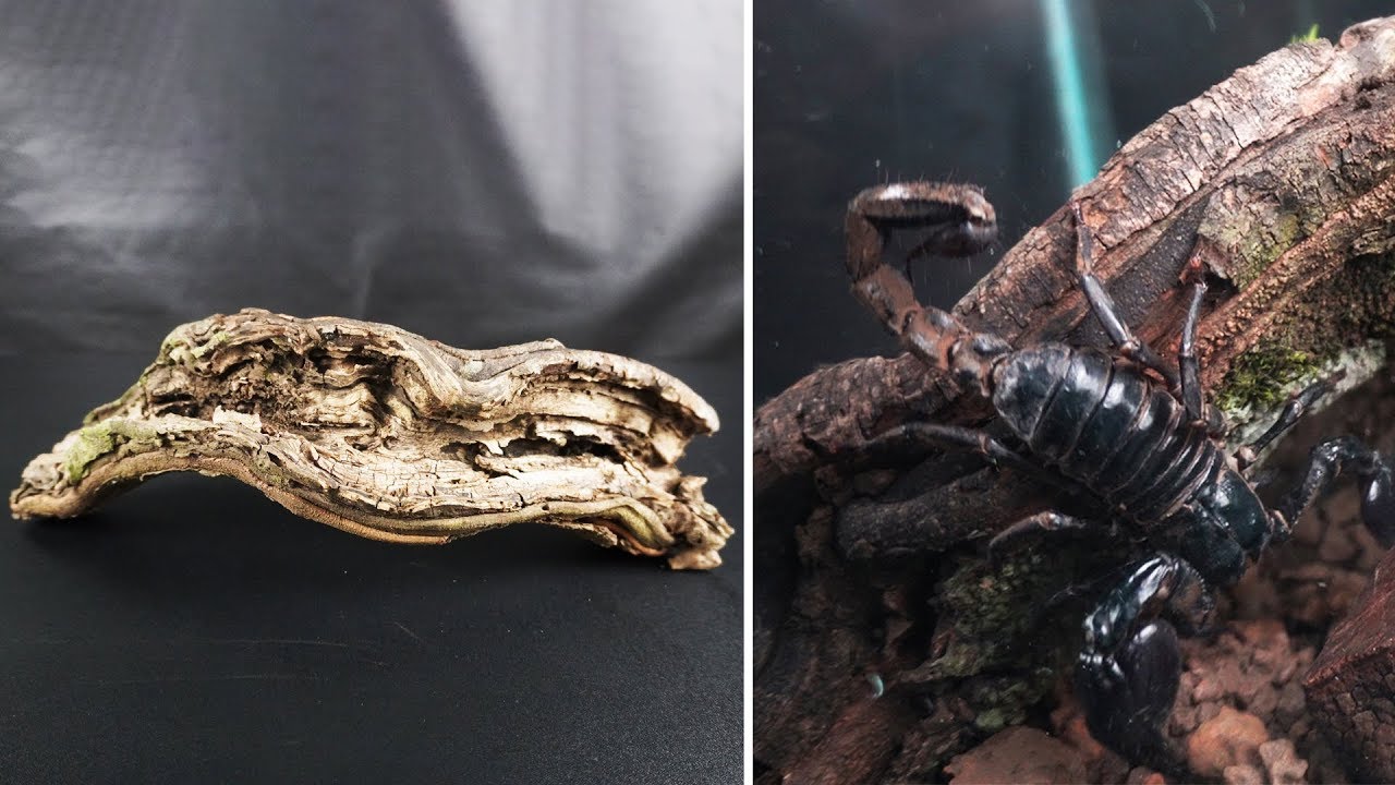 Emperor Scorpion (Tank Setup) - YouTube