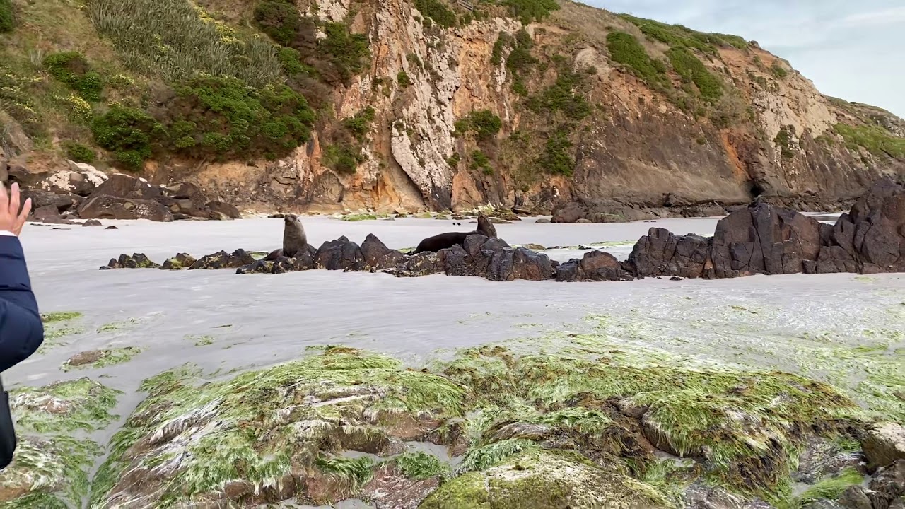 Seals on the Allans Beach (29-12-2020) Dunedin NZ - YouTube
