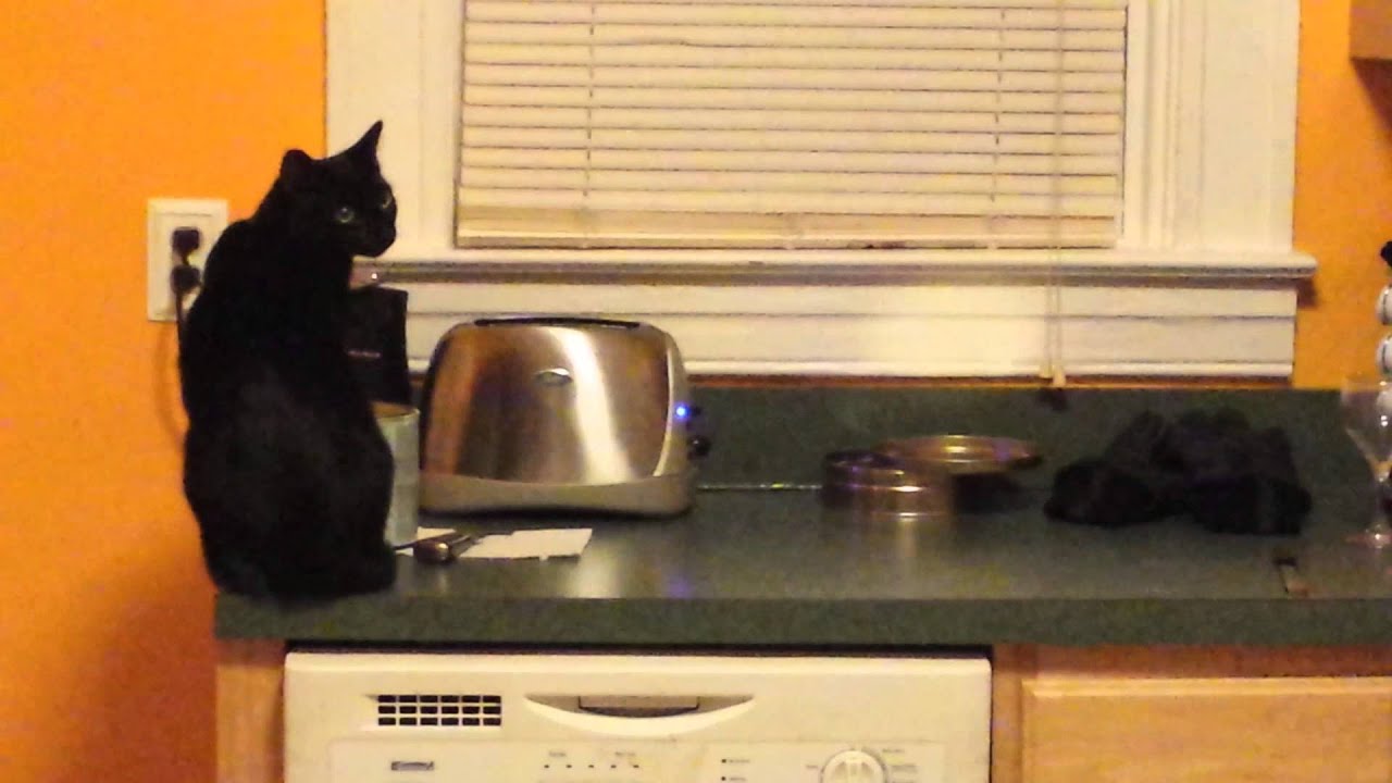 Cat and toaster - YouTube