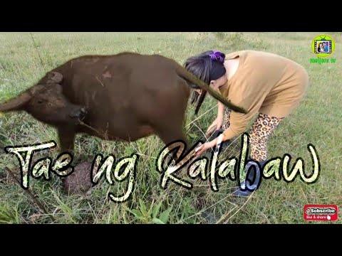 TAE NG KALABAW _ MELJERSTV - YouTube