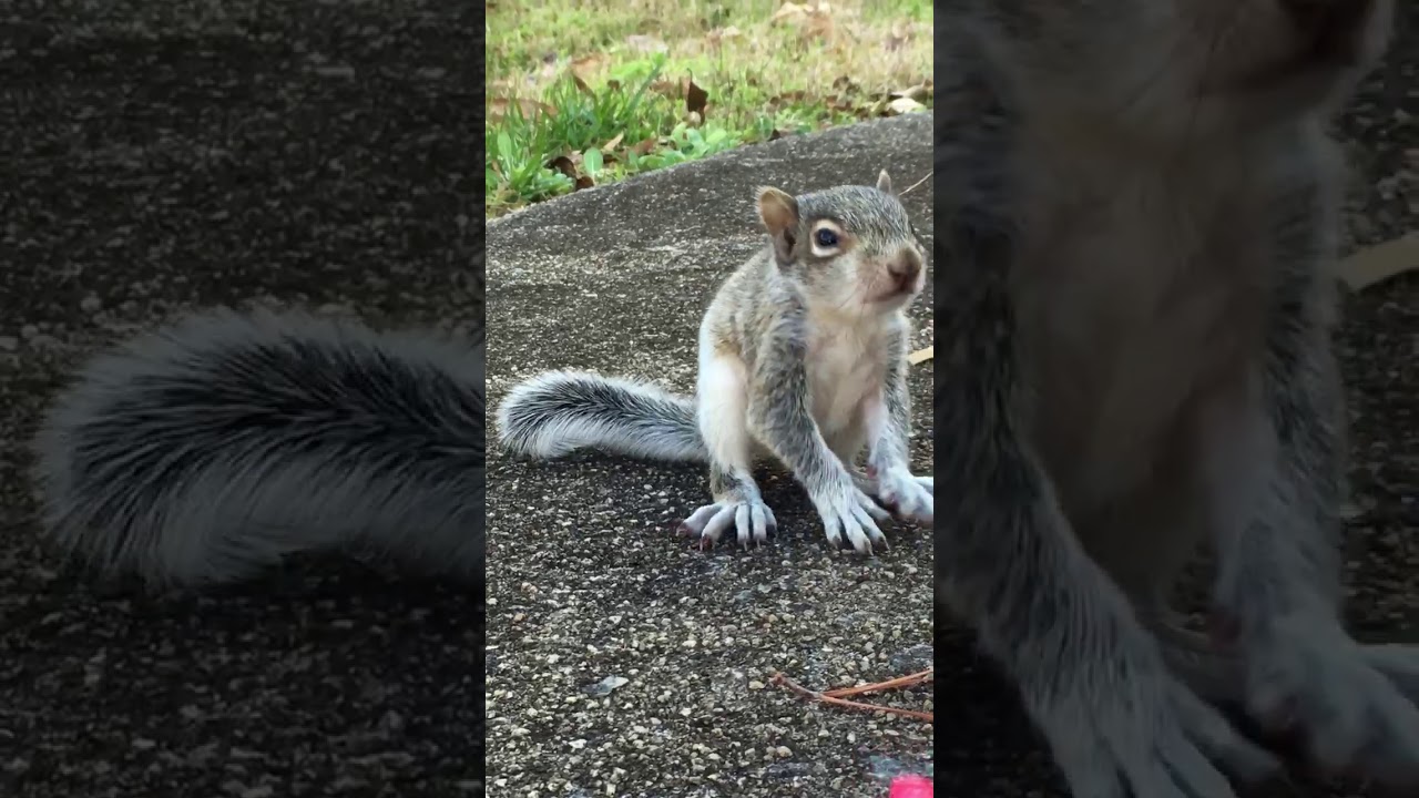 Baby Squirrel Rescue - YouTube