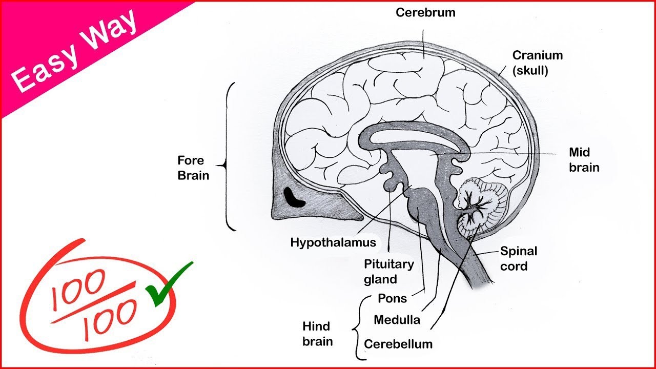 HUMAN BRAIN DRAWING ️💪🧠🧠🧠 MOST VVI QES OF BIOLOGY 🥰IN CLASS 10th And ...