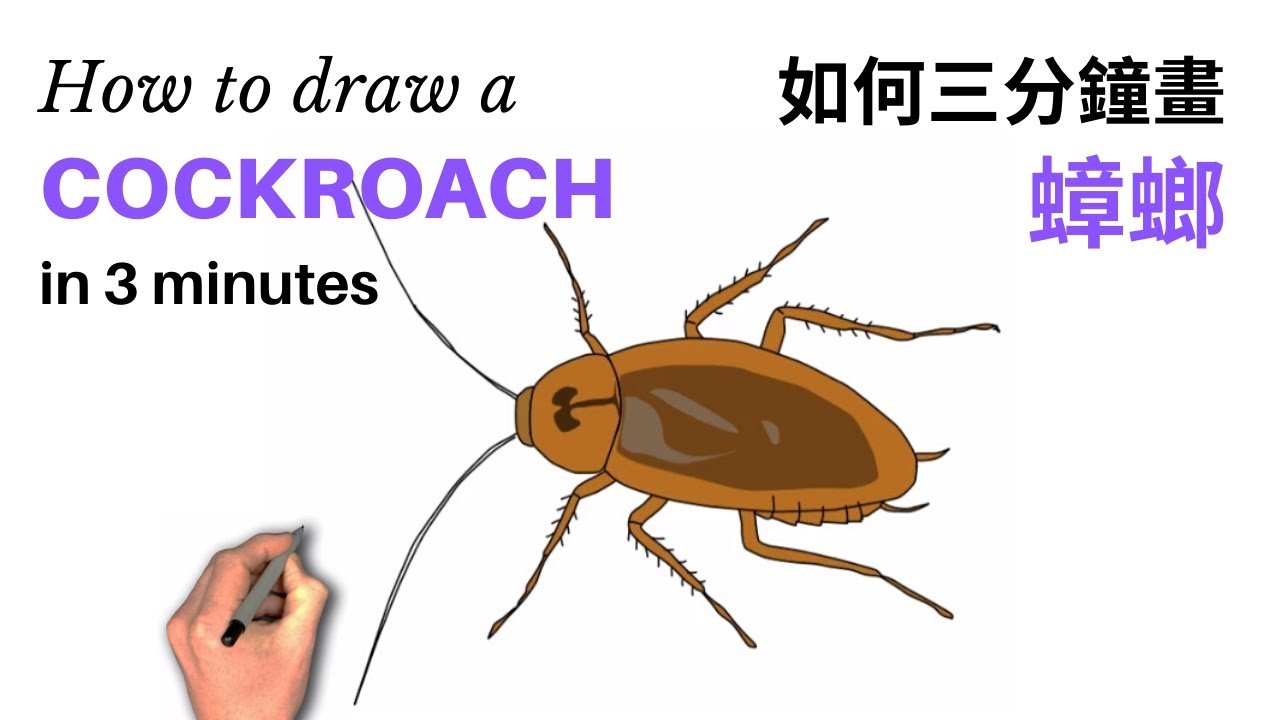 You can draw a cockroach in 3 min step-by-step 你可以三分鐘畫一隻蟑螂 一步一步教學 - YouTube