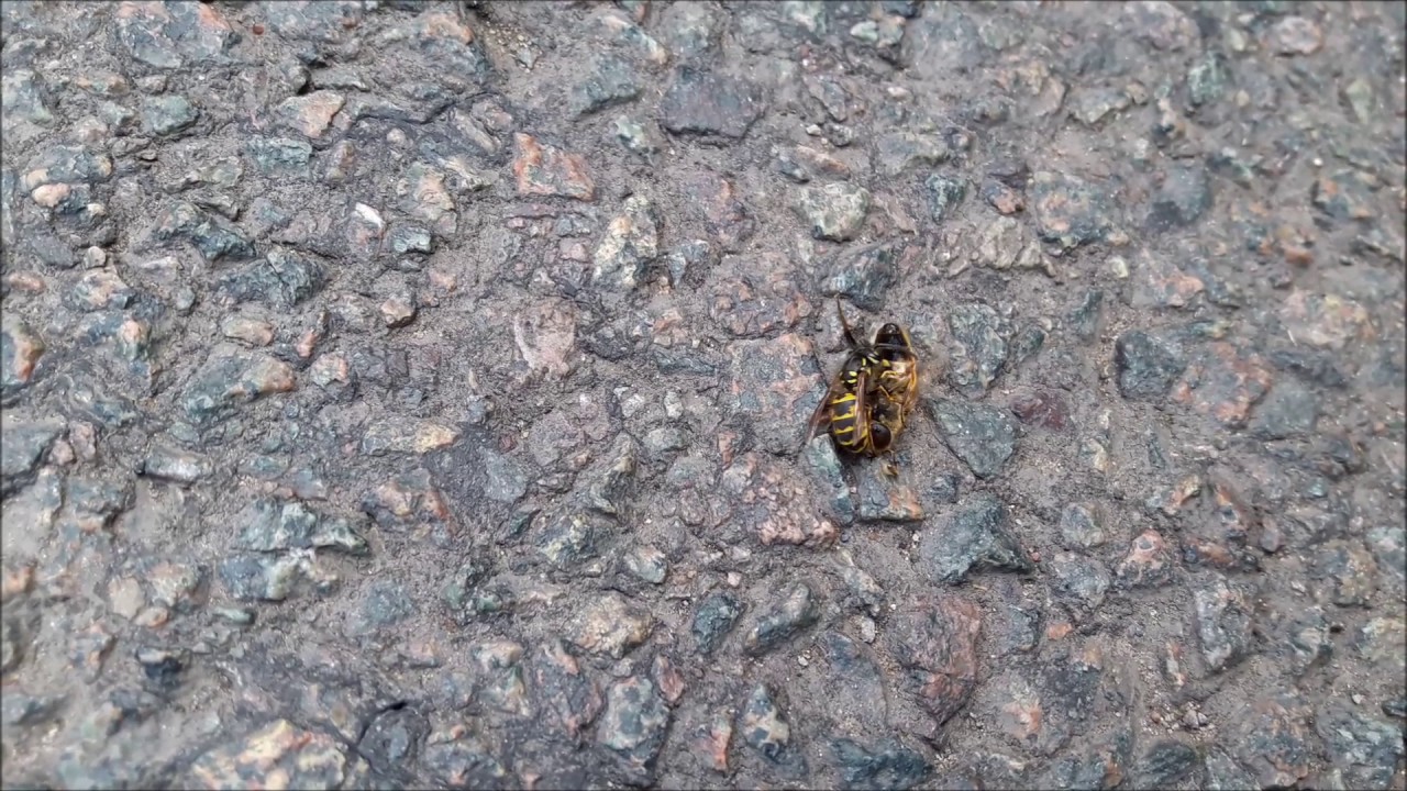 Bee vs Wasp Fight - YouTube