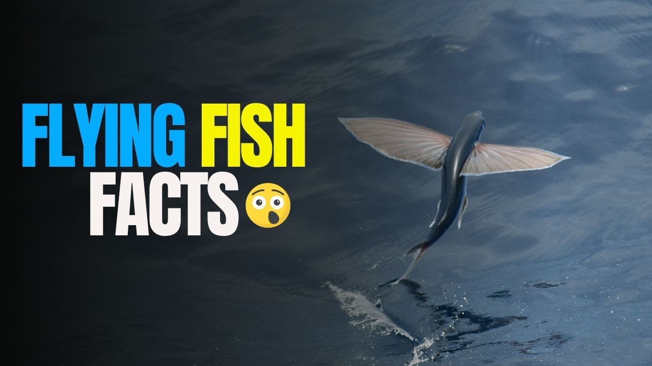 Amazing Flying Fish Facts - YouTube