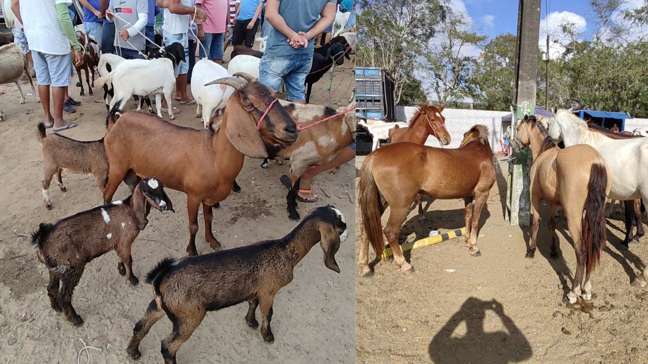 FEIRA DO BODE OVELHA E CAVALO DE CAMPINA GRANDE-PB 01/11/2022 - YouTube