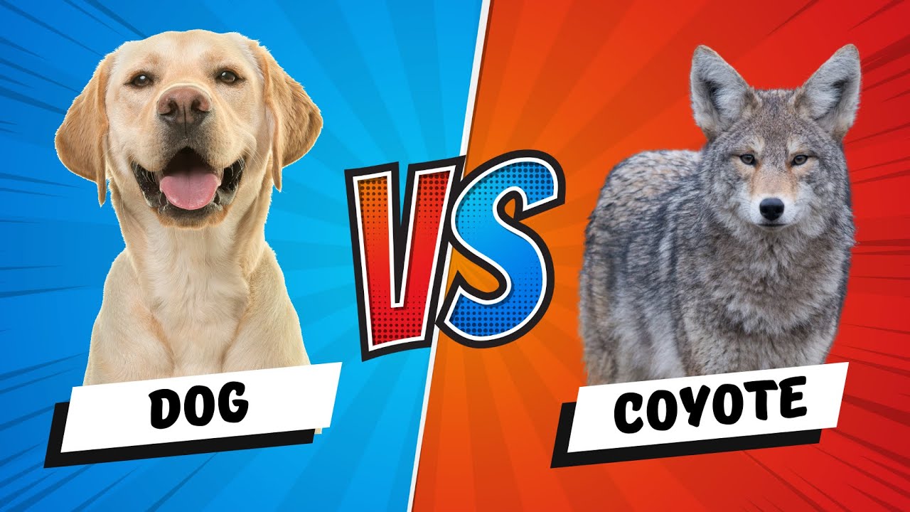 Dog vs Coyote: 5 Key Differences (Plus Who Wins a Fight?) - YouTube