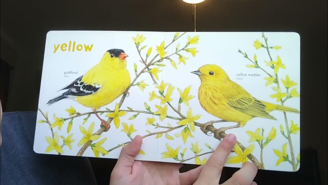 "Baby's First Book of Birds & Colors" by Phyllis Limbacher Tildes - YouTube
