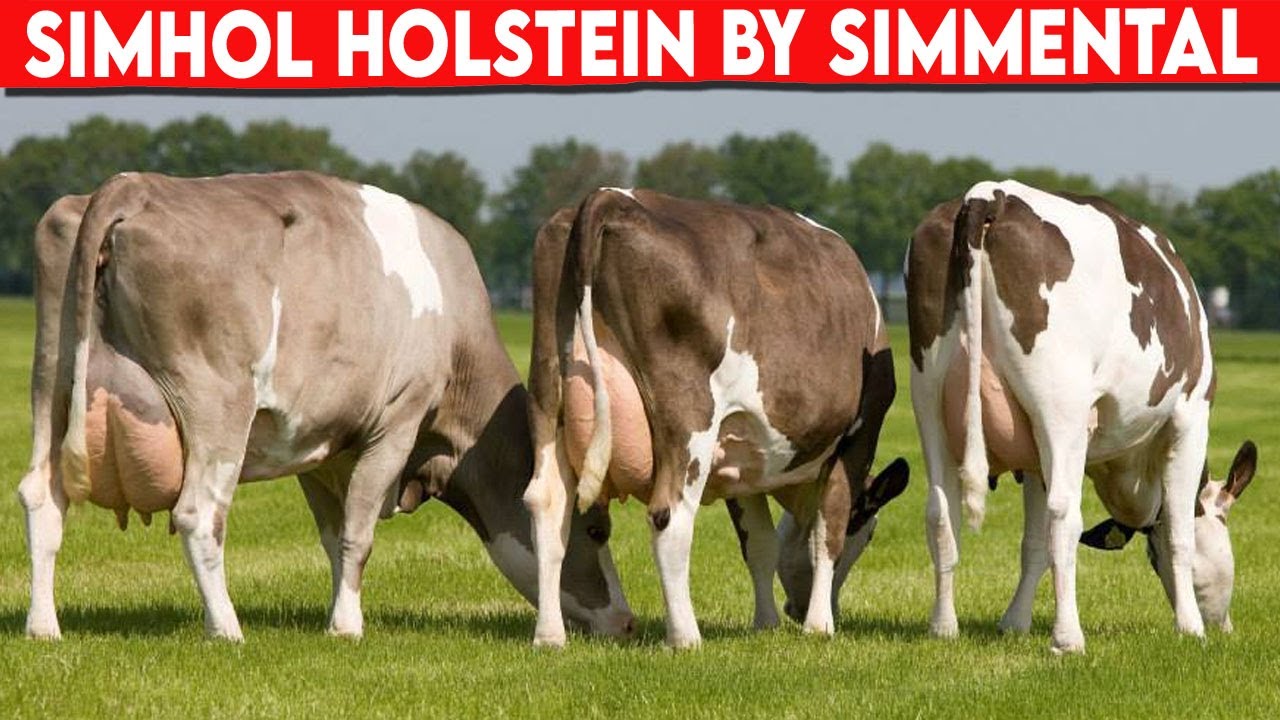 ⭕ SIMHOL HOLSTEIN BY SIMMENTAL, CROSSED TO PRODUCE MILK Dairy Cows ...