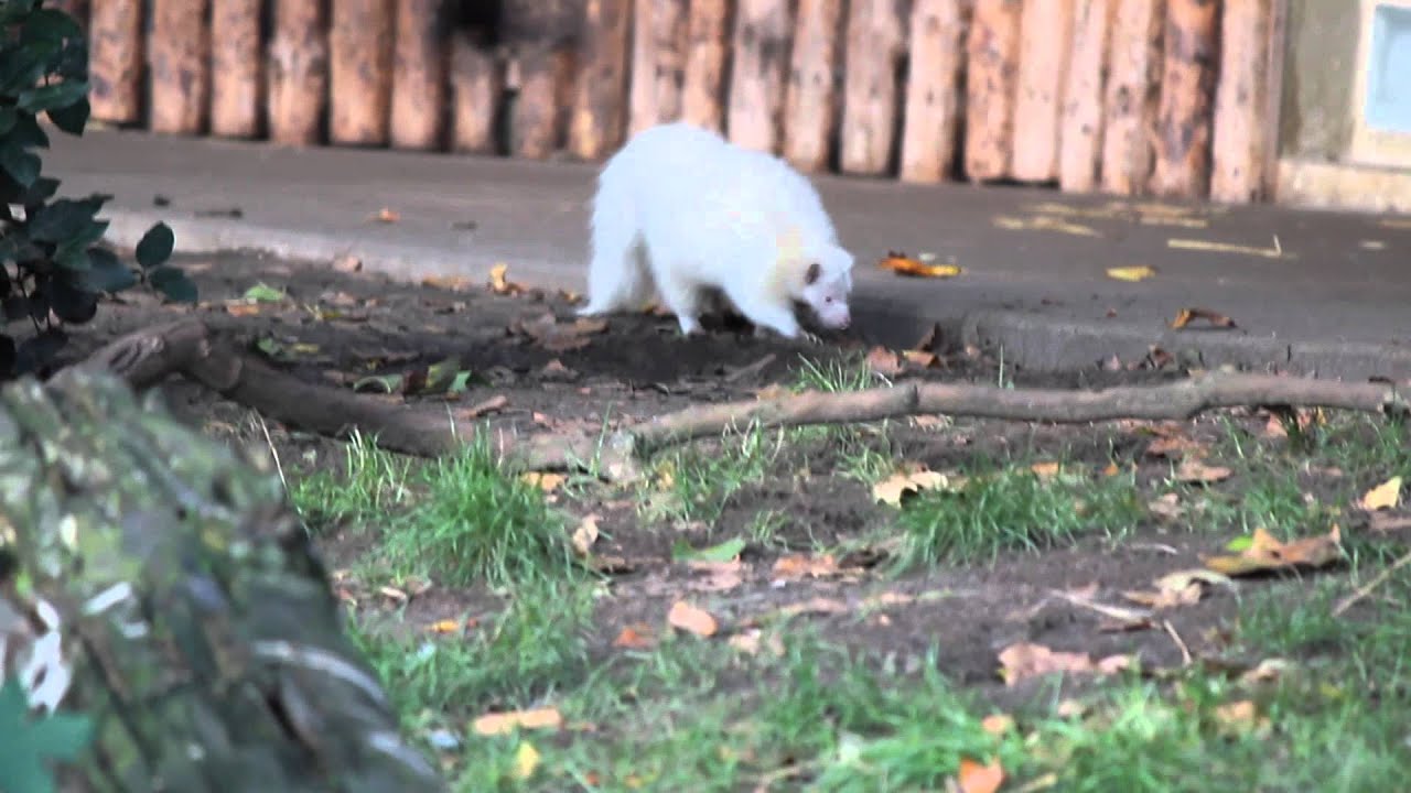 Wit gestreept stinkdier / White striped skunk ZOO Antwerpen - YouTube