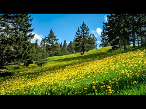 Ormanda Bahar Esintisi - Ders, Meditasyon, Uyku & Stres Atma 🏵️✨