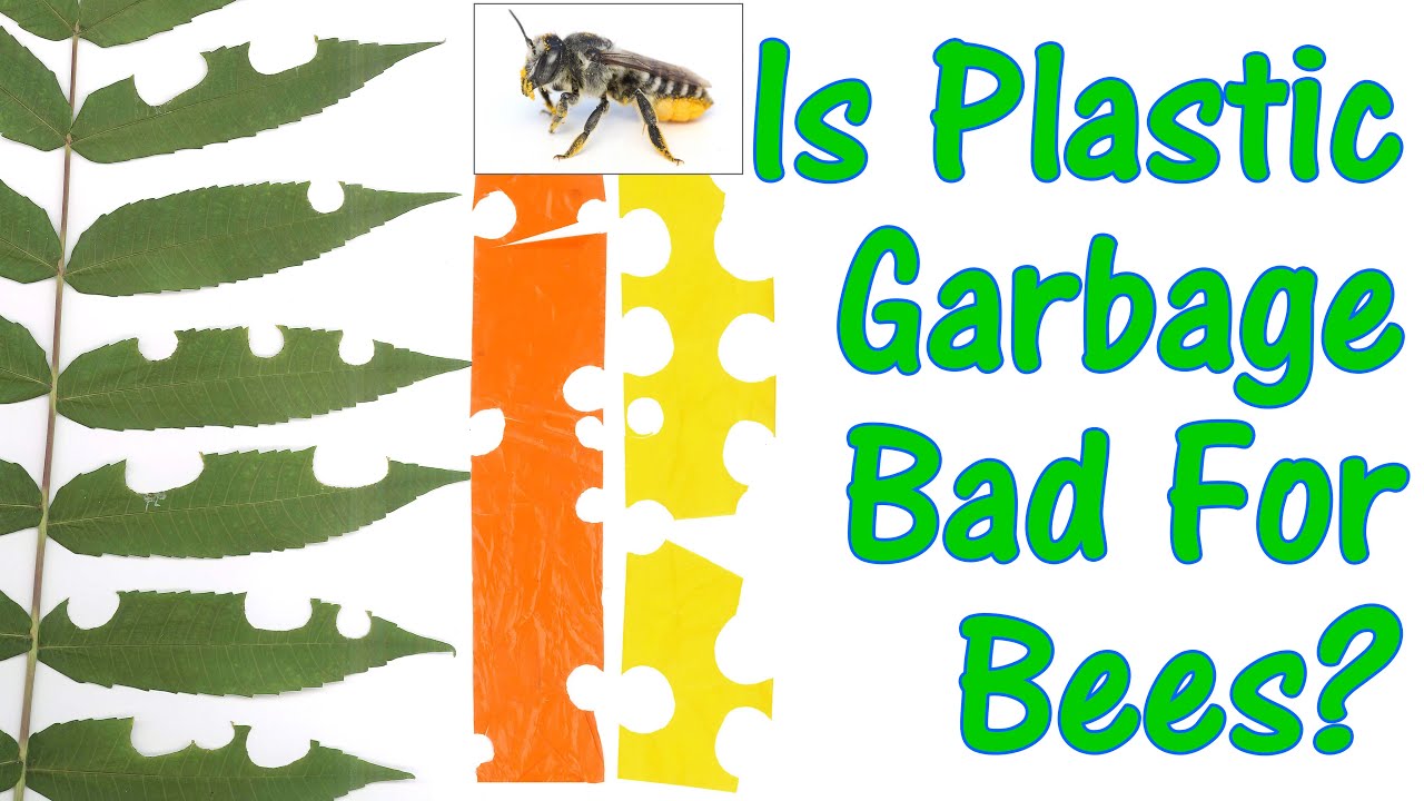 Is plastic garbage bad for bees? - YouTube