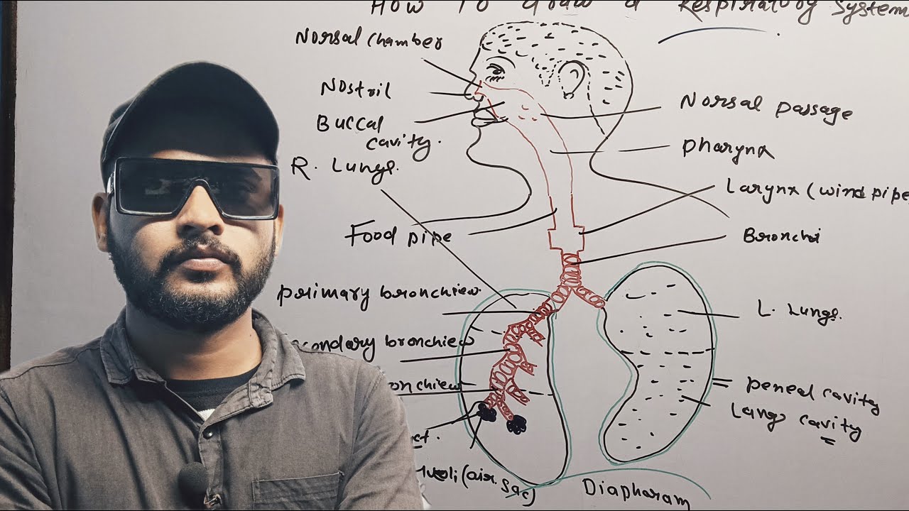 How to draw a human Respiratory system in easy way biology by genius ...